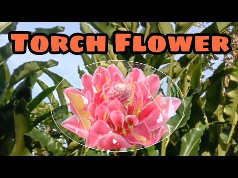 Torch-like flower in the Wild - YouTube