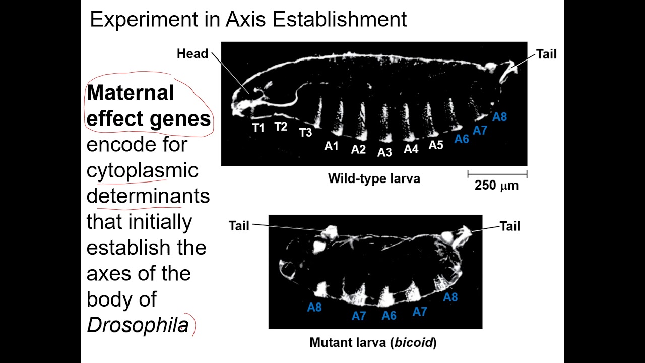 Gene expression in embryonic development - YouTube