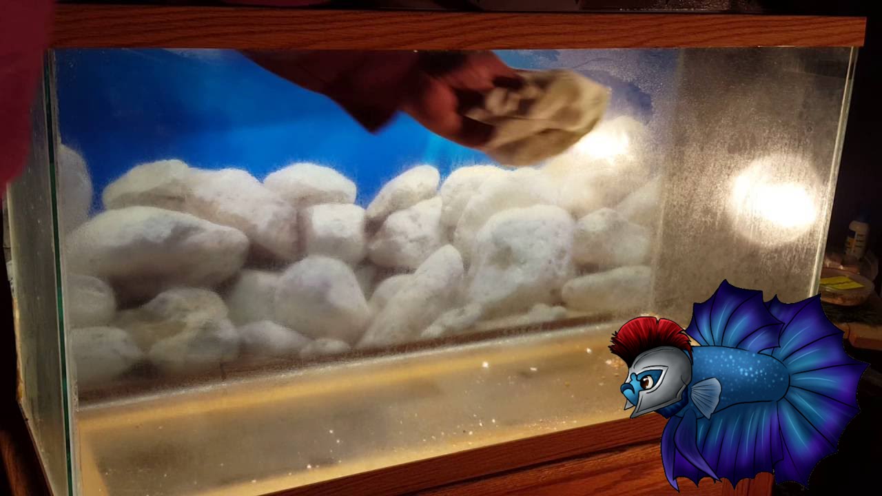 How To Clean Your Aquarium Glass Properly Plus Safely - YouTube