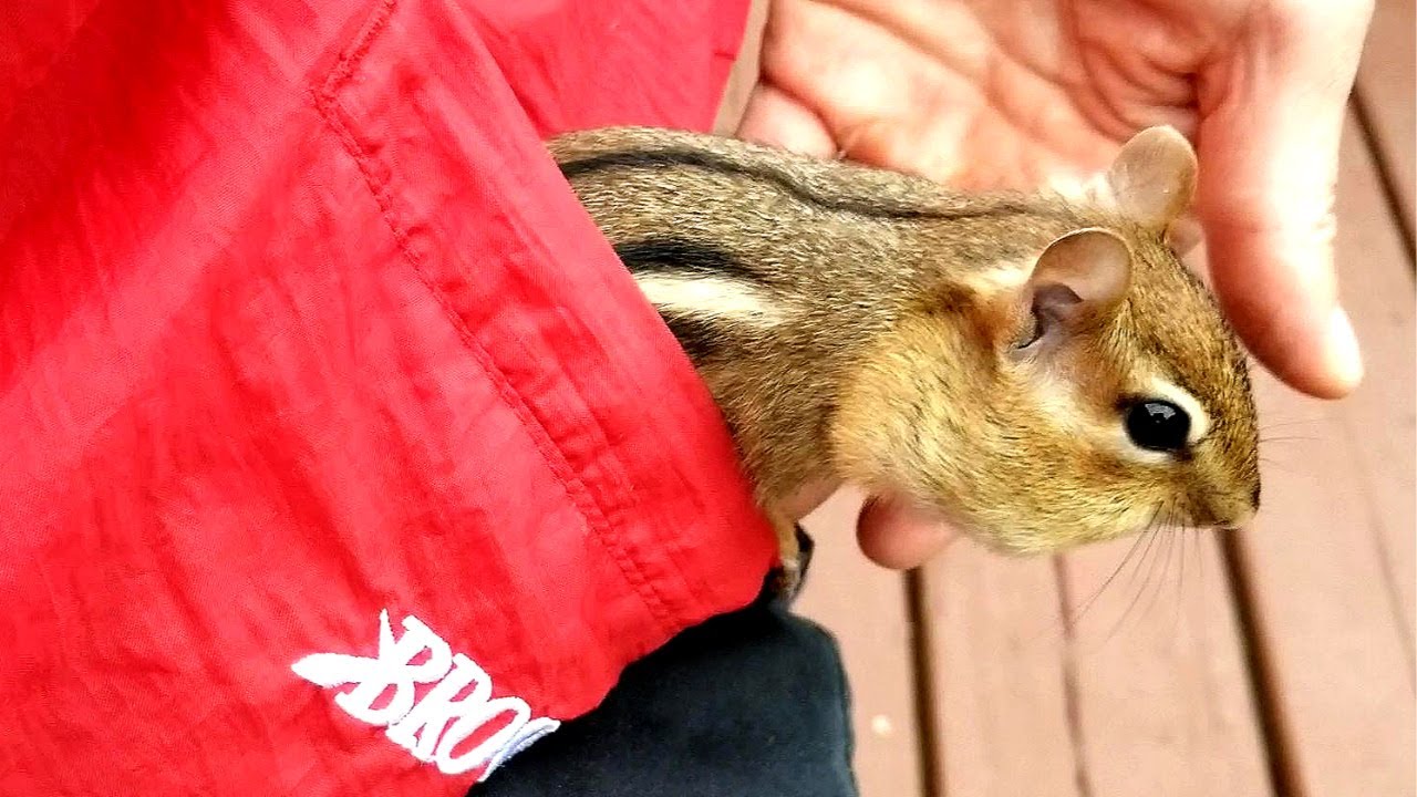 이 다람쥐는 과연 사람말을 알아듣는걸까?? Does this chipmunk really understand human ...