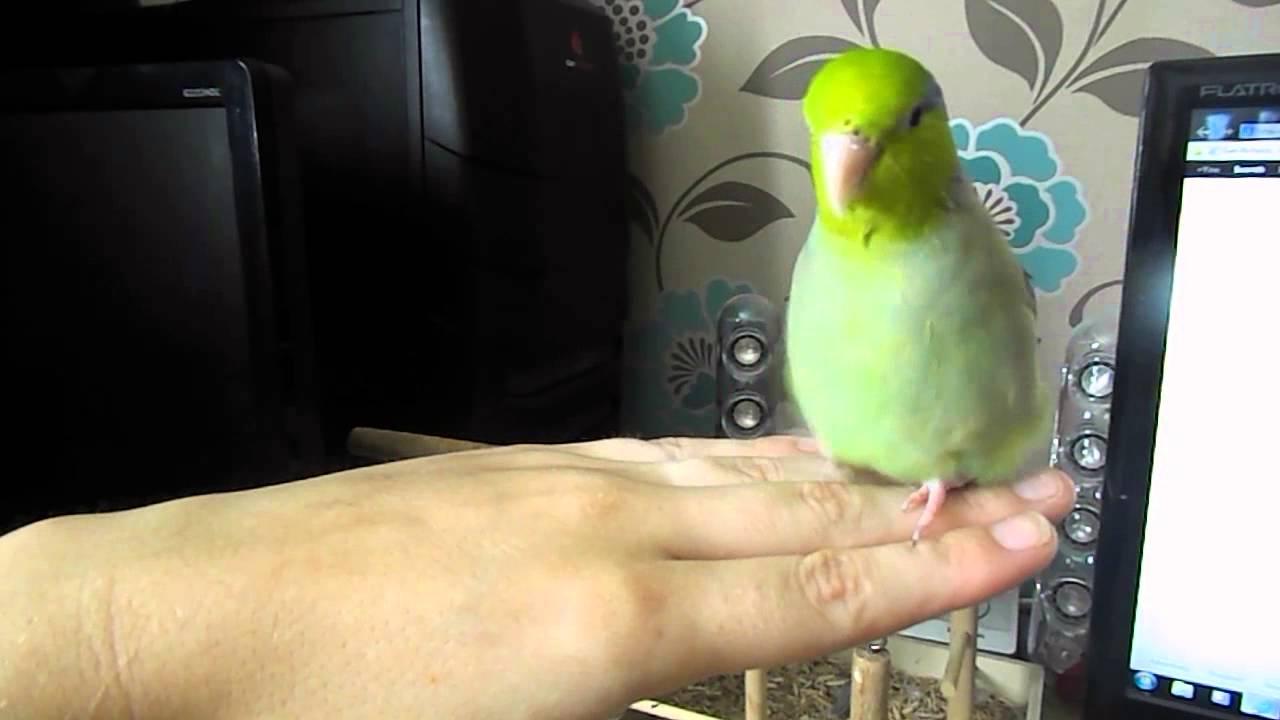 parrotlet talking dancing and giving lots of kisses ! - YouTube