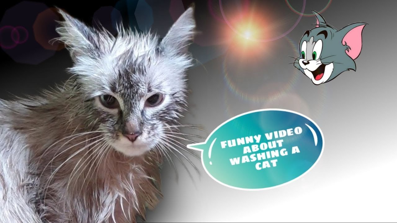 Funny video about that...how the cat was washed and after..🙀 - YouTube