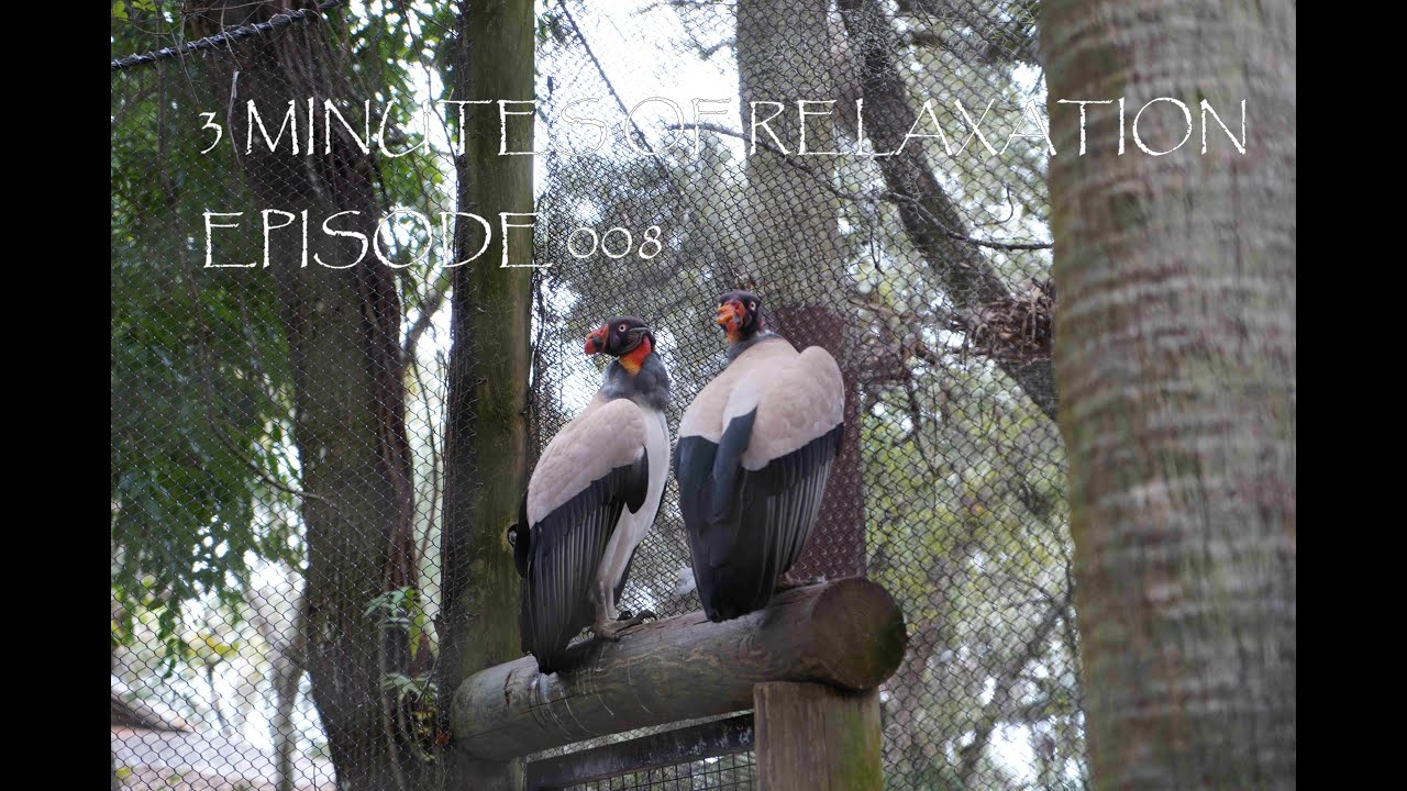 3 MINUTES OF RELAXATION EPISODE 008 FEATURING BEAUTIFUL CONDORS - YouTube