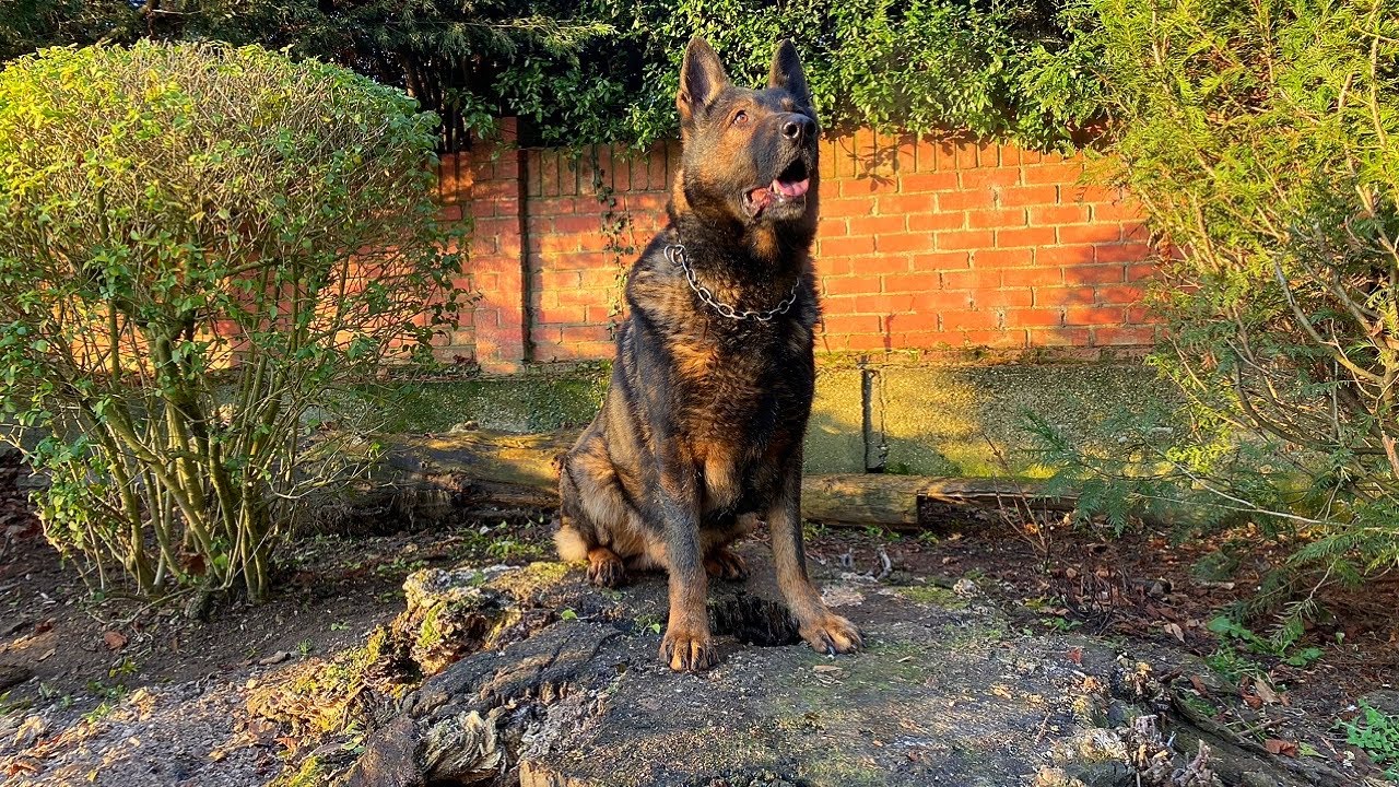 My handsome german shepherd working line dog, Capo Vonaction - YouTube