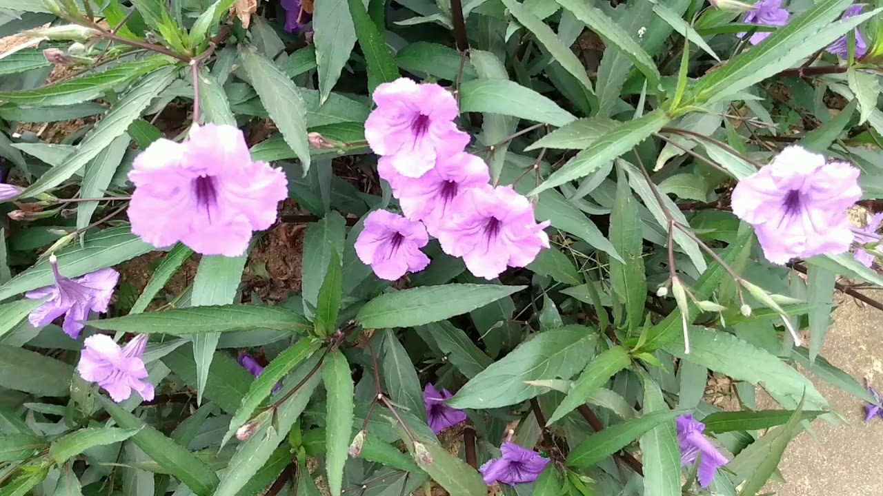 Ruellia simplex - YouTube