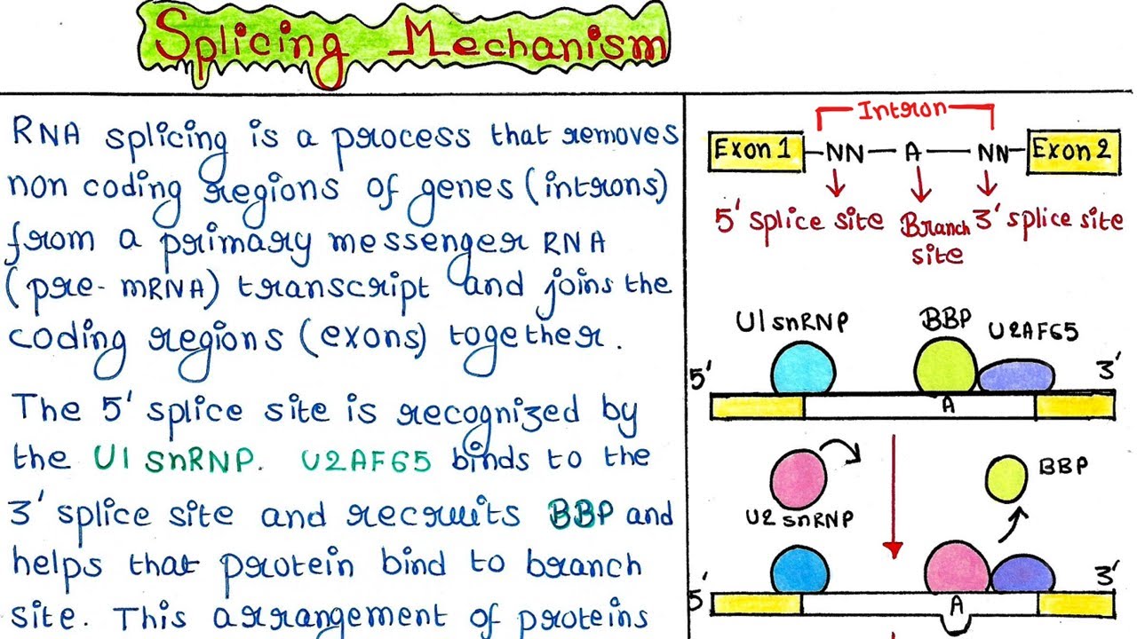 Splicing mechanism | Step by step - YouTube