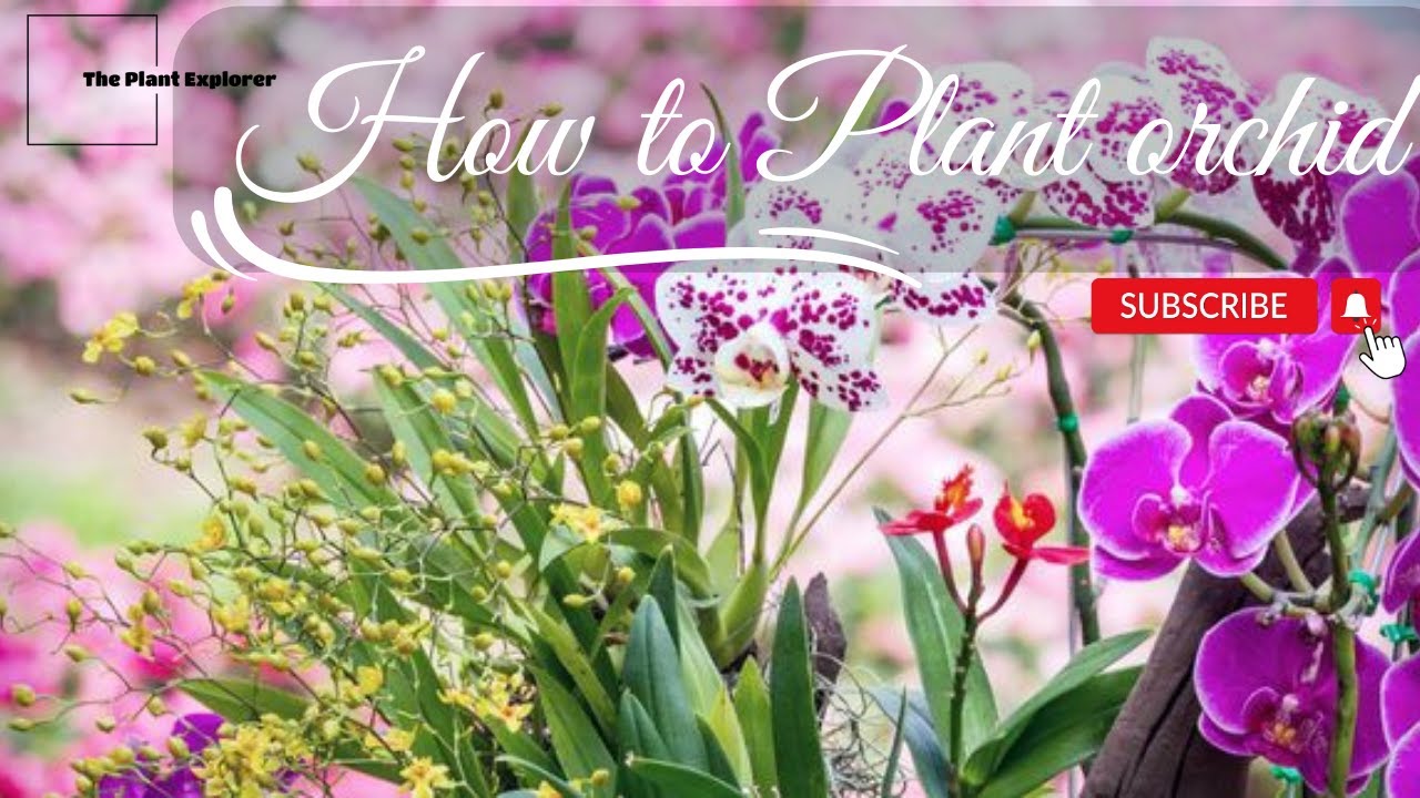 Ultimate Guide: Planting Orchids for Beginners | Step-by-Step Tutorial ...