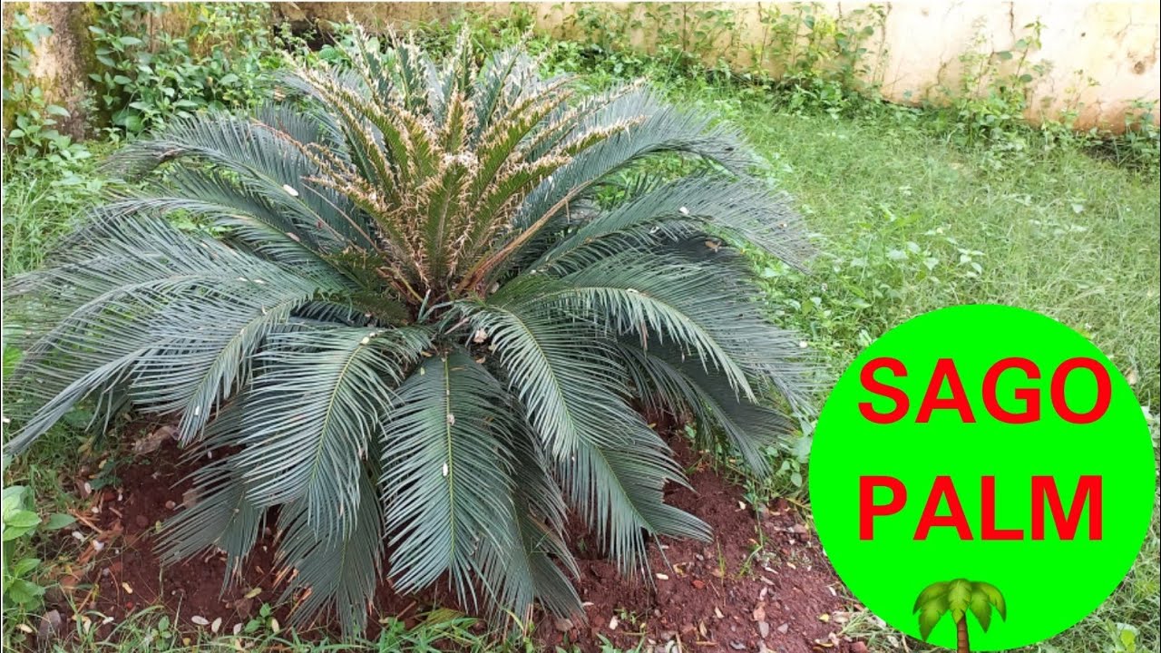 [5] SAGO PALM - Types of Palm Tree 🌴 - YouTube