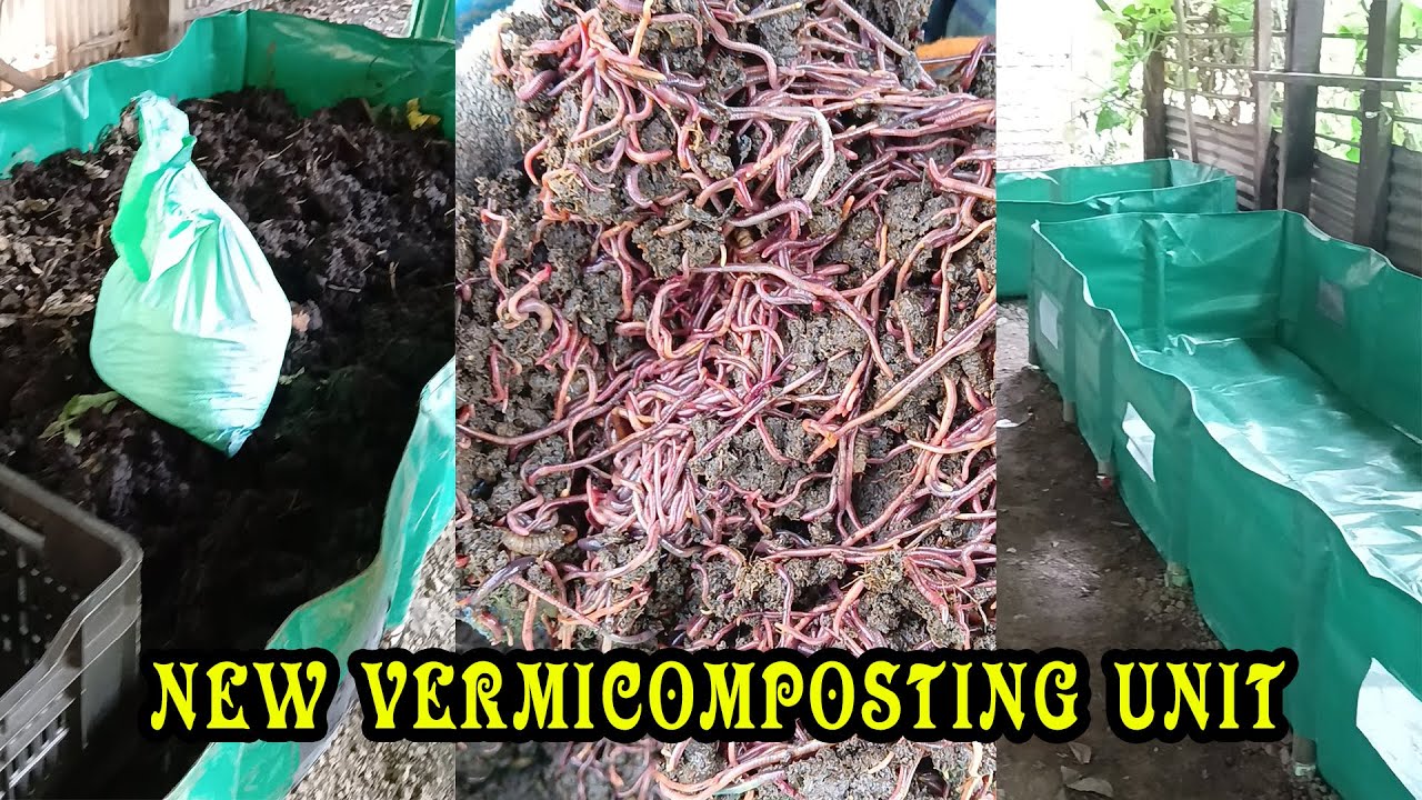 New Vermicompost Unit Set-up || Eikhoigi Organic Manipur - YouTube
