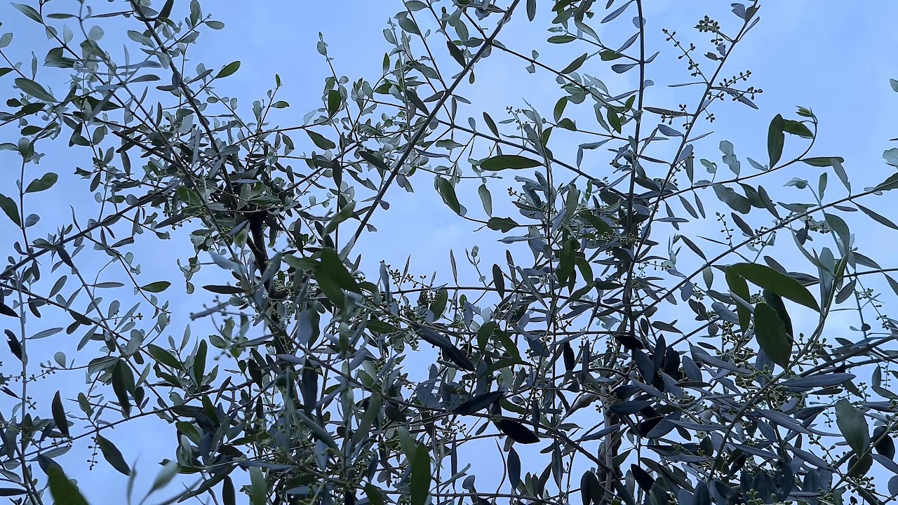 Relaxing HD screensaver - Olive tree - YouTube