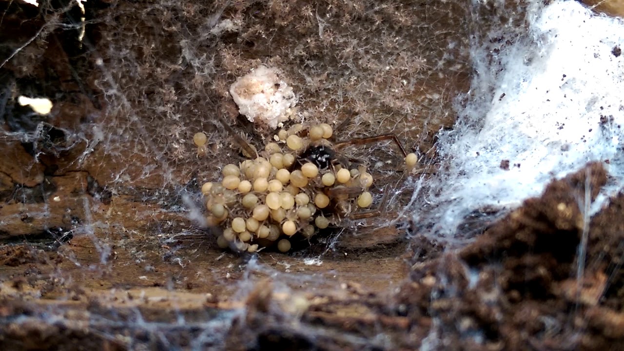 Matriphagy - Mother Eating - YouTube