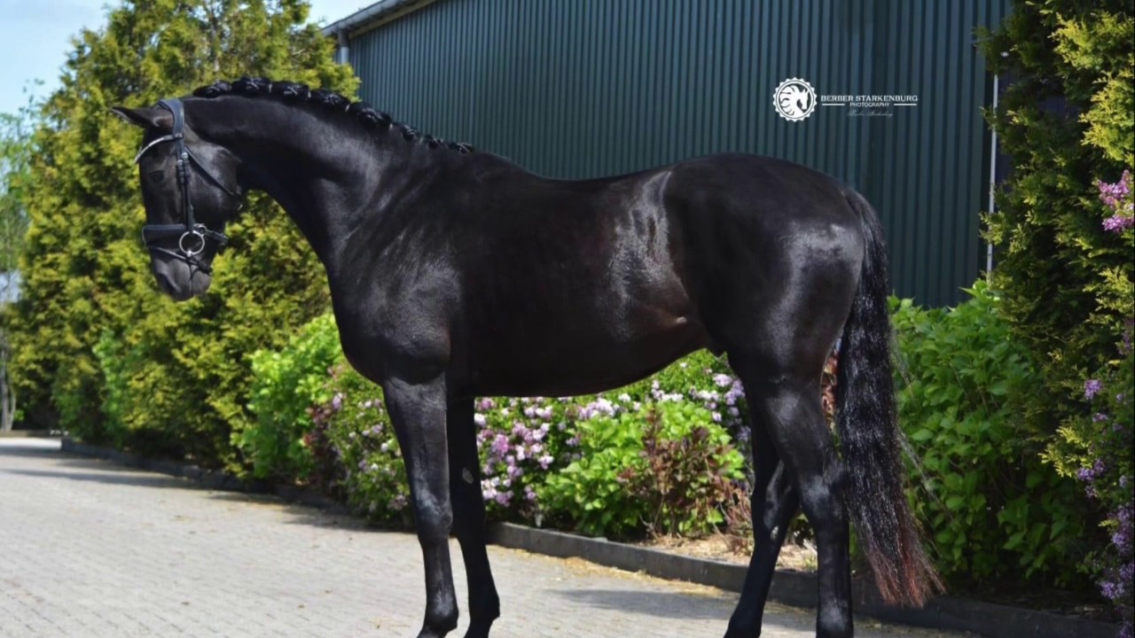 SOLD - Don Primero x Rousseau - Stallion - 2015 - YouTube