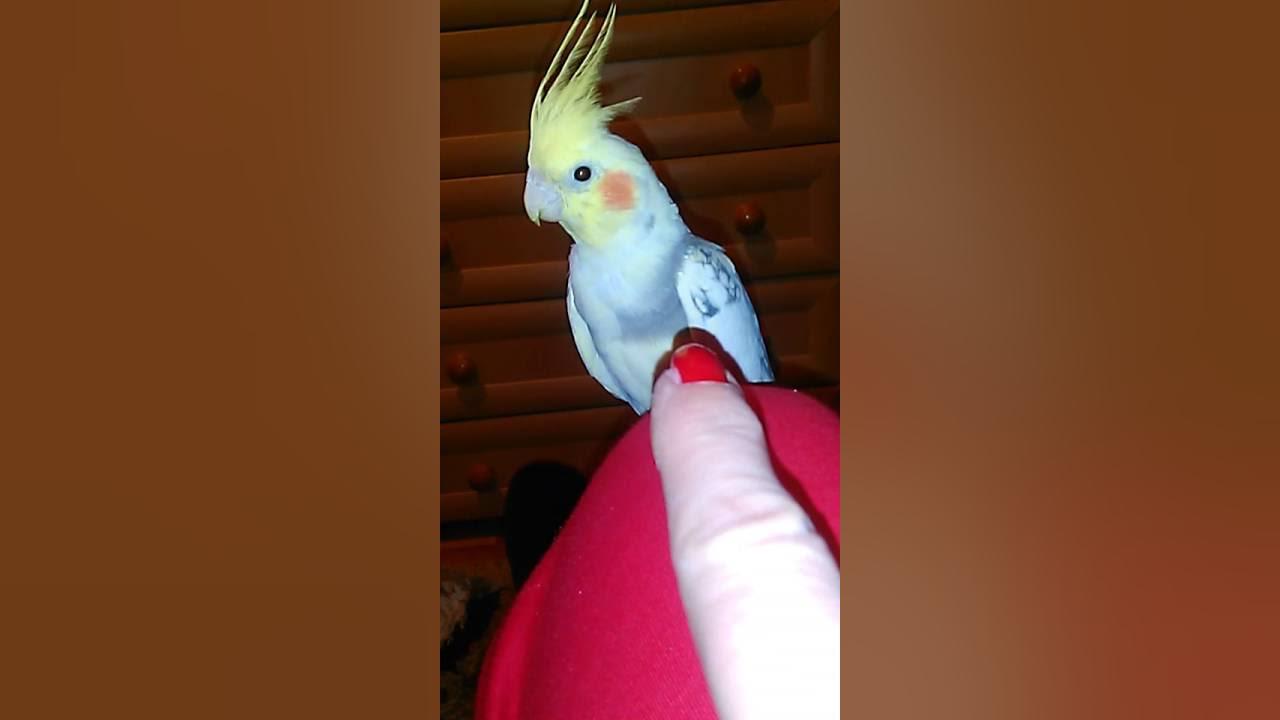 Papiga nimfa - YouTube