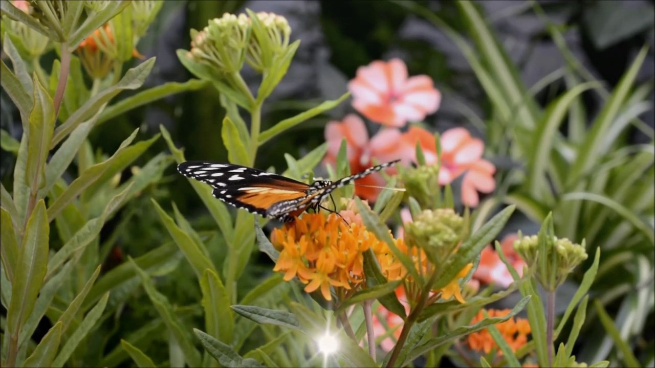 Butterfly and Harp experience - a philosophical meditation - Zhuangzi ...