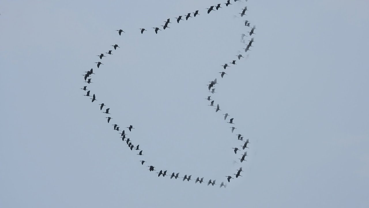 Flock of Birds create beautiful shapes in the sky - YouTube