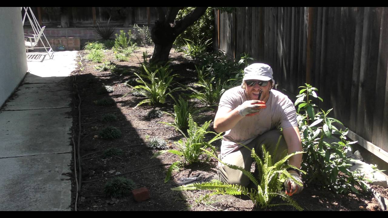 Building a Drip System Off of 1/2 Inch Drip Line - YouTube