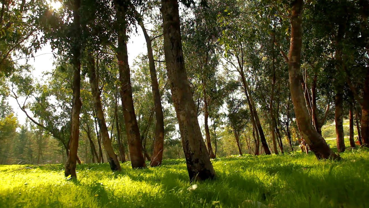 Stock Footage of a grassy forest floor in Israel. - YouTube