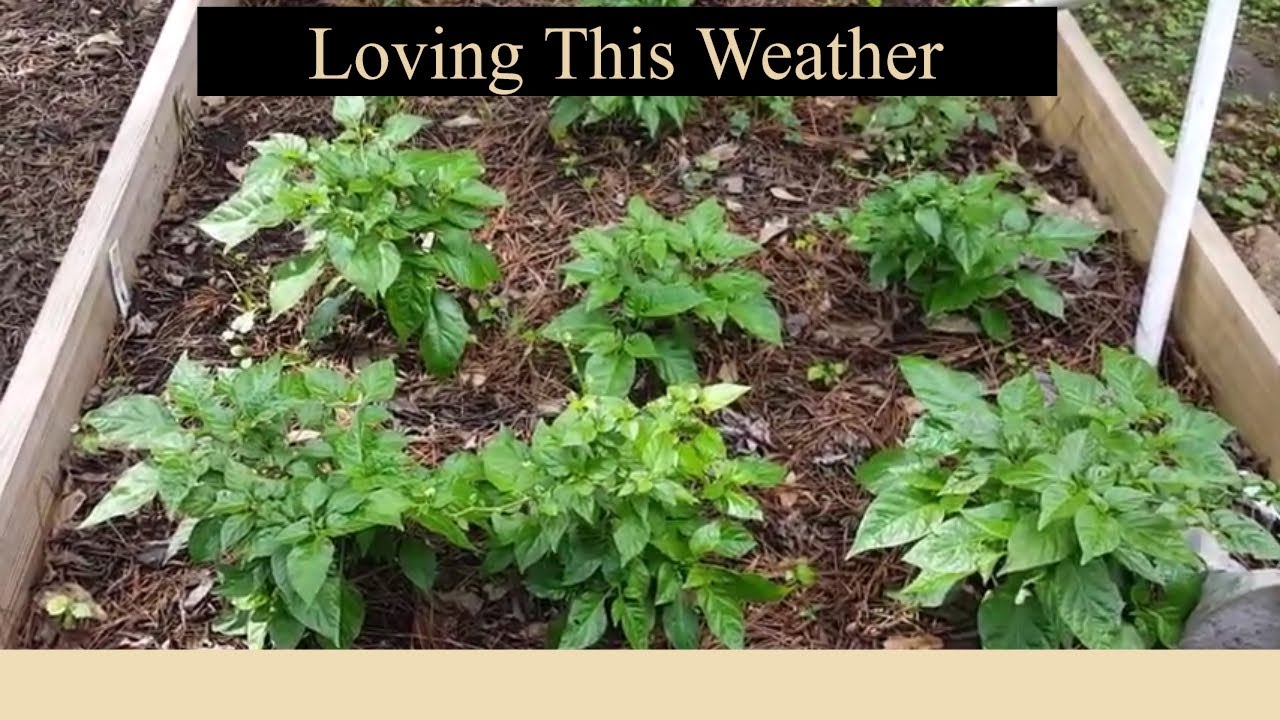 Garden Talk - YouTube