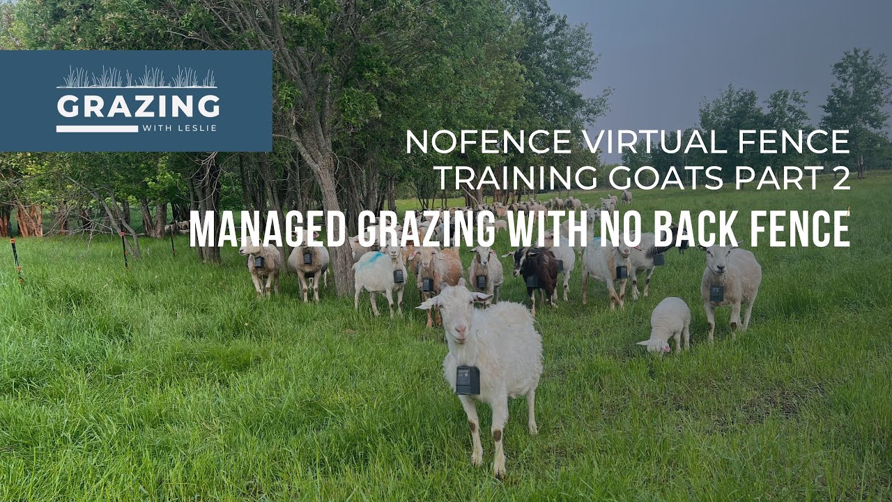 [PT 3] Nofence virtual fencing training with managed grazing, no back ...