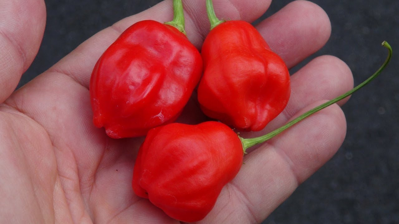 Aji Rainforest Pepper | Capsicum baccatum | Pod Review - YouTube