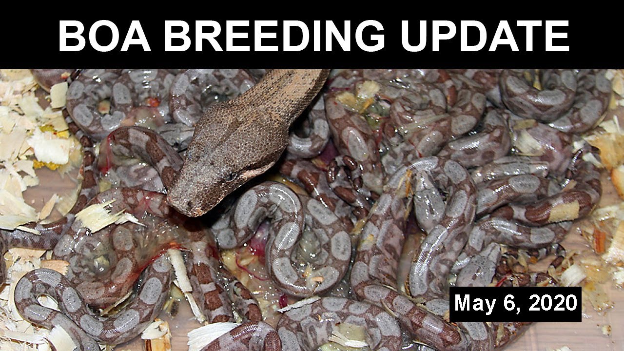 Boa Breeding Update May 6, 2020 - YouTube