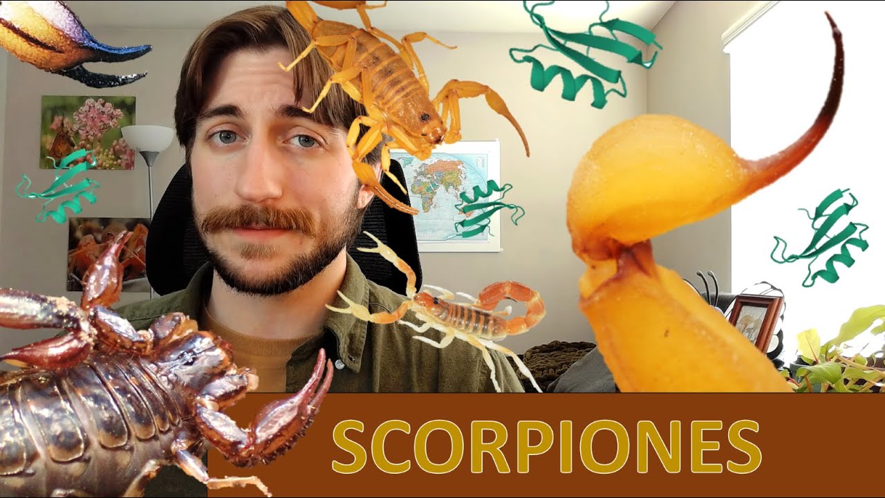 Scorpiones: The Scorpions - Order Spotlight - YouTube