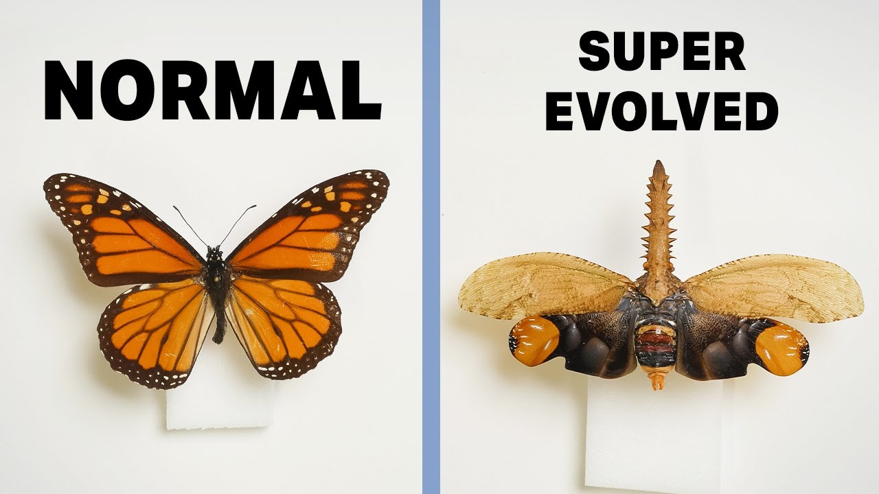 What are Super-Evolved Butterflies? - YouTube