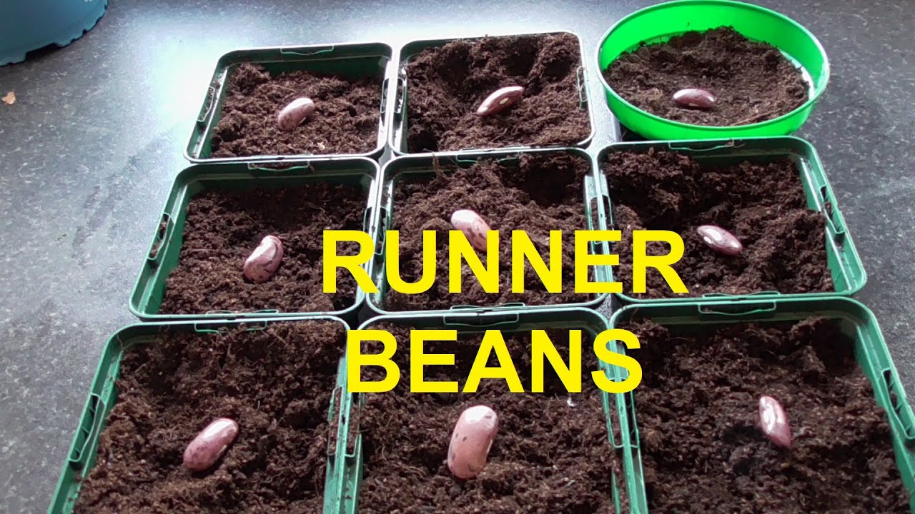Sowing Runner Beans and a Plot Catch up #runnerbeans #ukgardening # ...