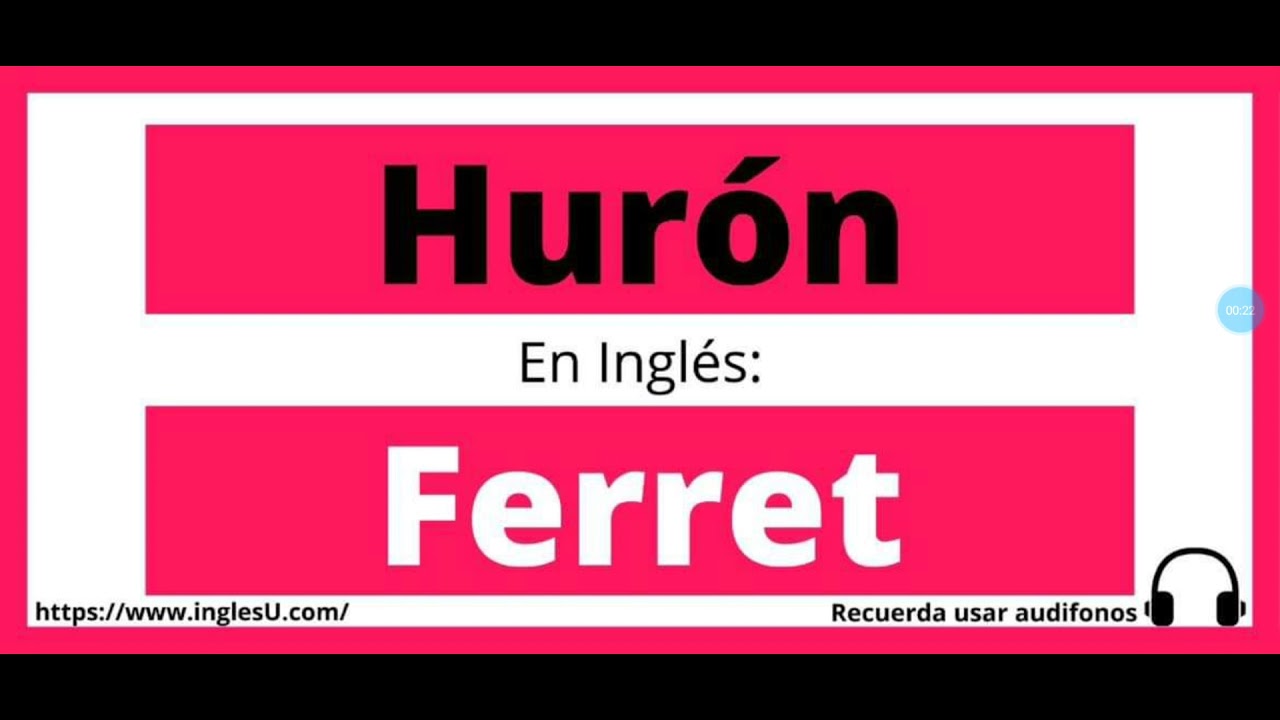 Cómo se dice Hurón en inglés - Hurón en ingles - YouTube