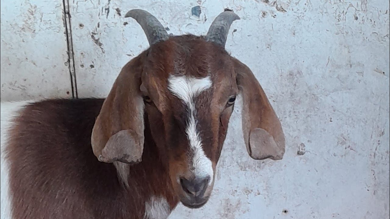 DANG GOATS - YouTube