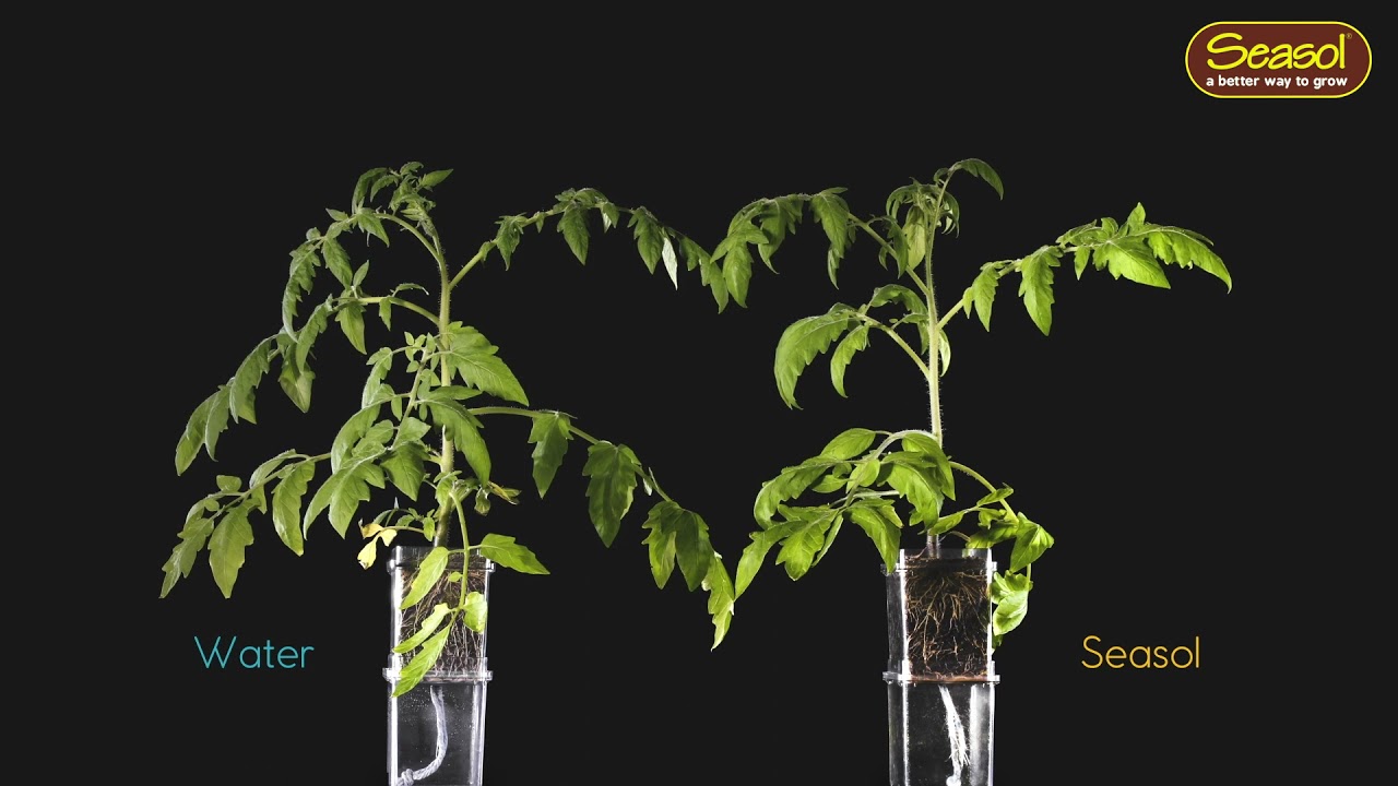 Tomato Drought Stress Test 15sec - YouTube