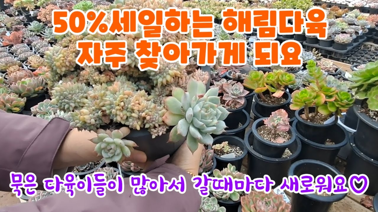 50세일하는 해림다육 자주 찾아가게 되요 묵은 다육이들이 많아서 갈때마다 새로워요 큐빅프로스티철화가 천원 다육이