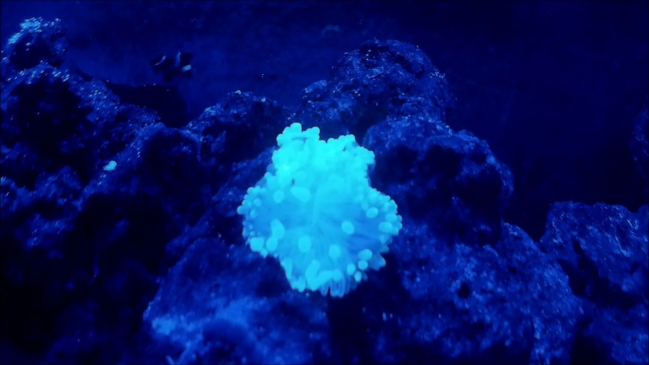 Green Bubble Tip Anemone Moving Around The Tank - YouTube