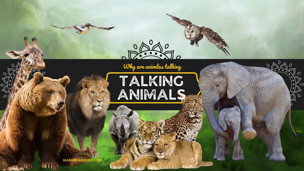 Why are animals and mammals talking and doing human things? - YouTube