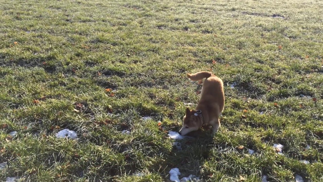 Happy Shiba inu Koji going wild - YouTube