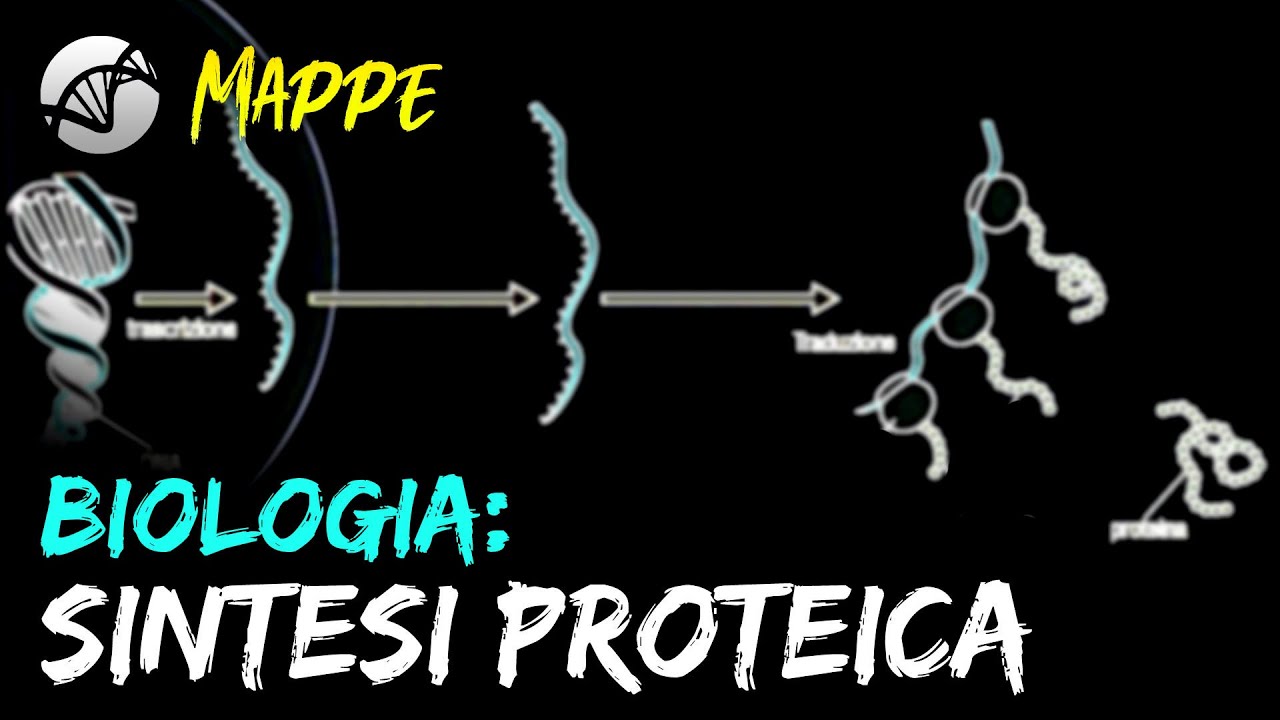 Mappa Biologia La Sintesi Proteica Youtube