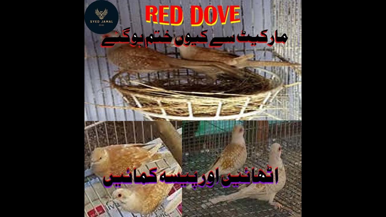Red dove good earning business ! Home Birds Setup in Karachi ! Good ...