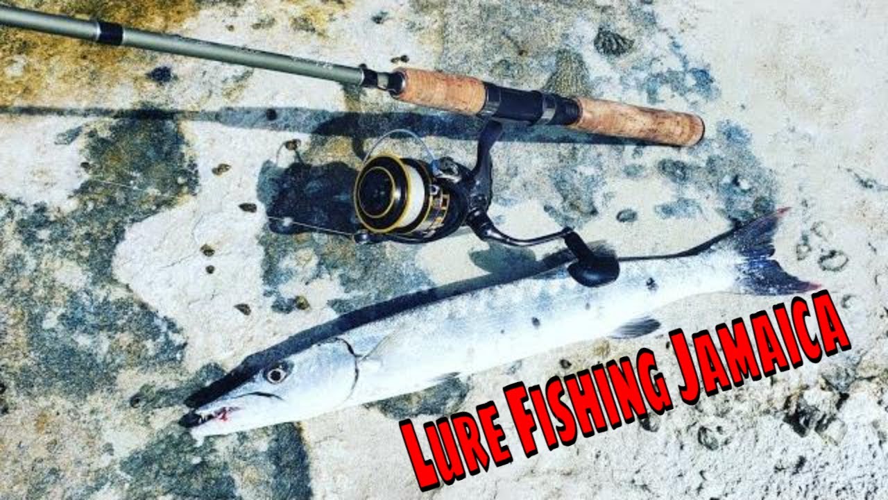 Went Out Fishing the Shallows for Barracuda while hunting Sea Shells ...