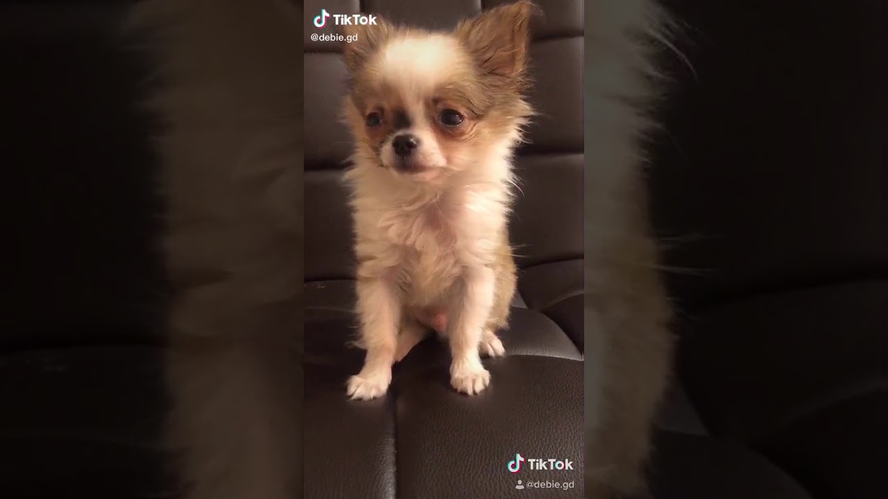 Perro gritando - YouTube
