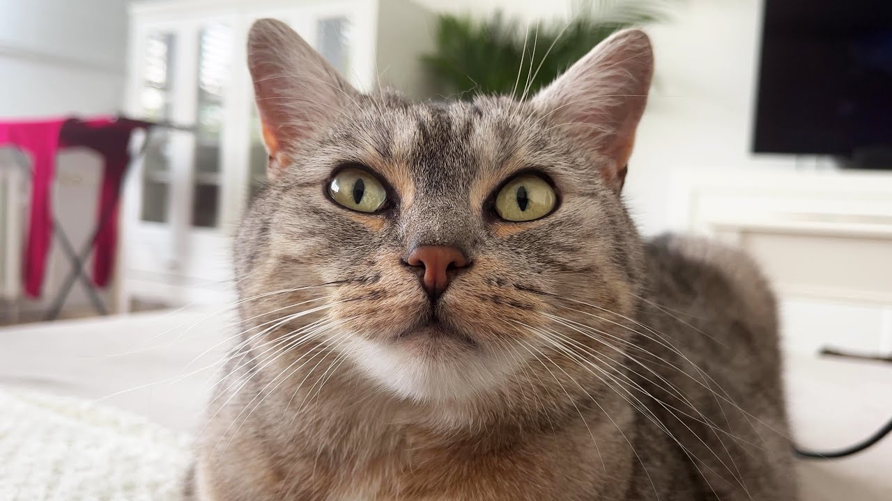 "This is for cats, right?" - YouTube