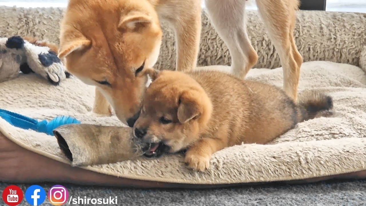 sharpening his teefers to become more feerse! - YouTube