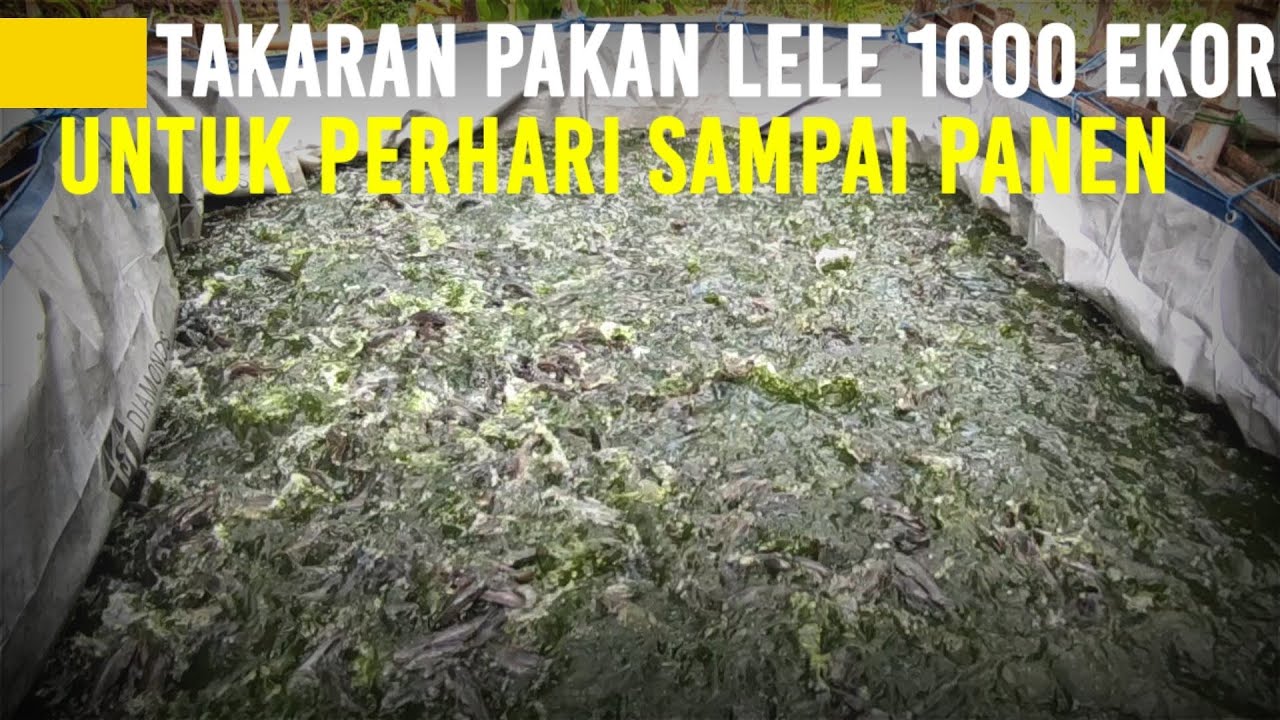 Optimalkan budidaya lele,Takaran pakan tepat untuk 1000 ekor lele ...
