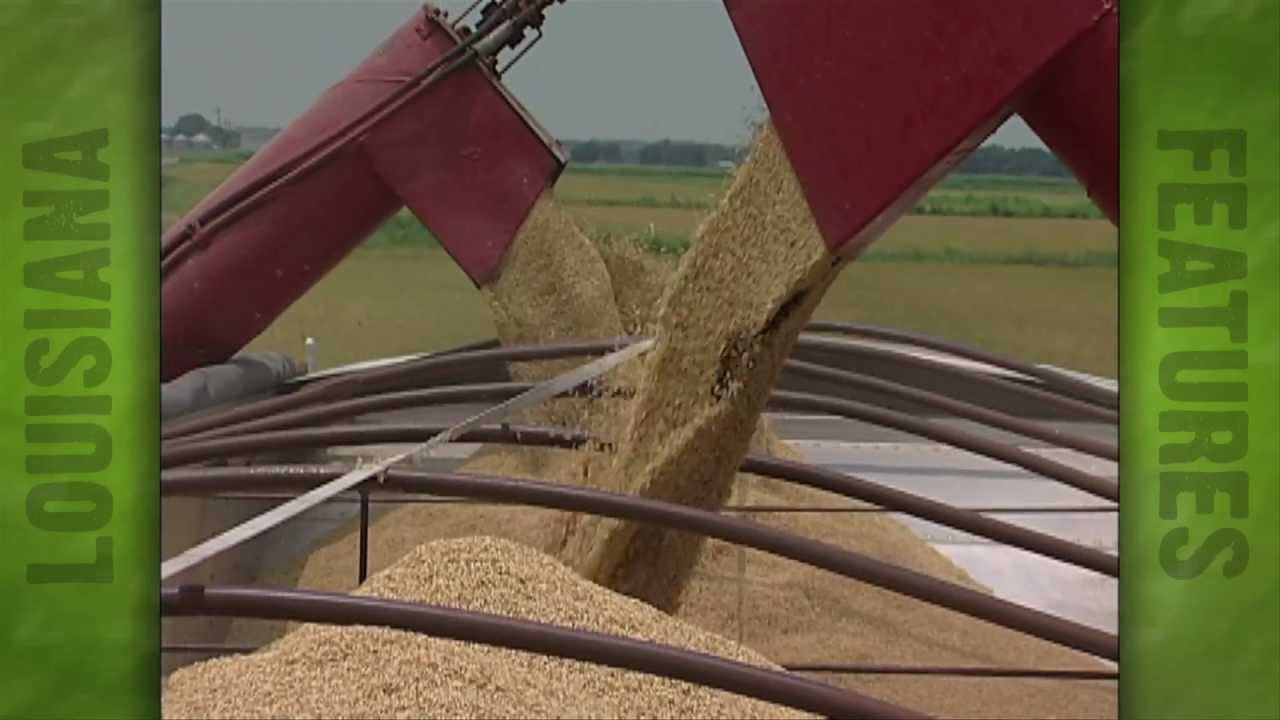 Rice Harvest at Thibodeaux farm (2004) - YouTube