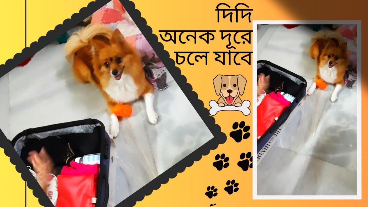 দিদি আমাকে ছেড়ে অনেক দূরে যাওয়ার প্রস্তুতি নিচ্ছে #dog #dogs # ...