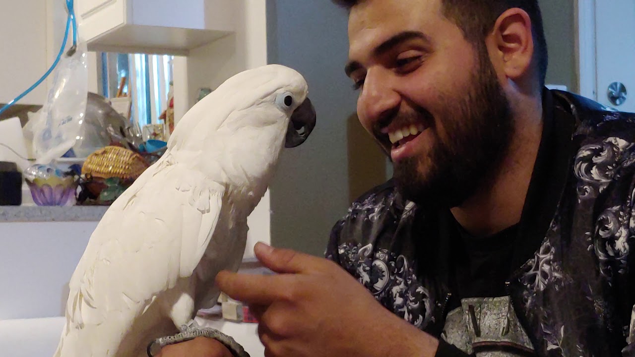 Hi Joseph 🤩 funny Cockatoo Joseph welcoming Arvin 🤗 - YouTube
