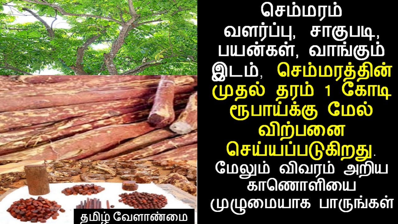 Semmaram Valarpu || Red Sandalwood Plantation || தமிழ் வேளாண்மை - YouTube