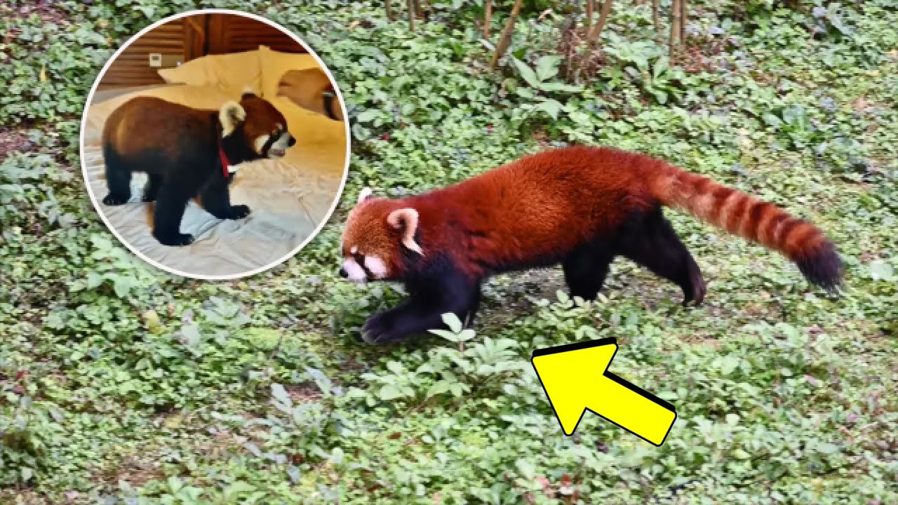 Wild Red Panda Attacks Tourist in Treehouse – Here’s Why! - YouTube