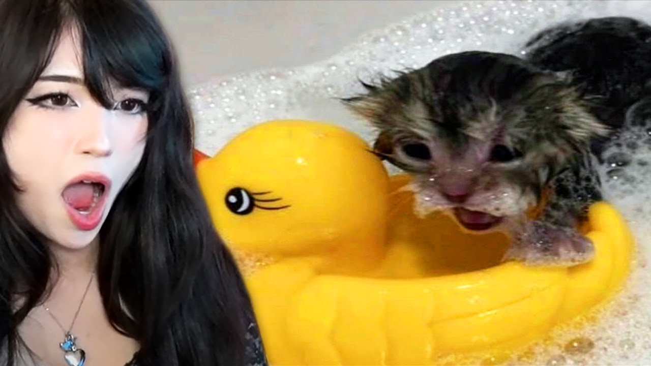 Emiru Reacts to Cats that threaten human existence - YouTube