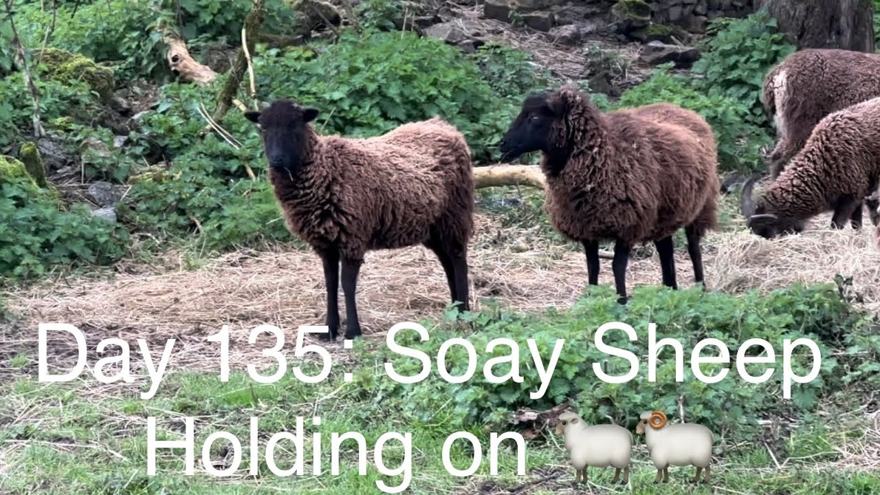 Day 135 : Soay Sheep HOLDING ON 🐏🐑#farming #farmlife #farm - YouTube