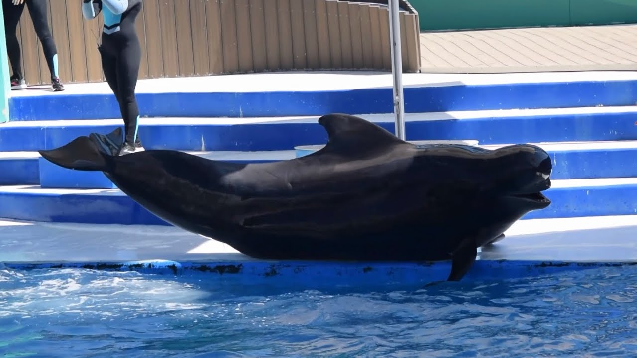 Dolphin Adventures Full Show with Pilot Whales August 24, 2023 (3pm ...